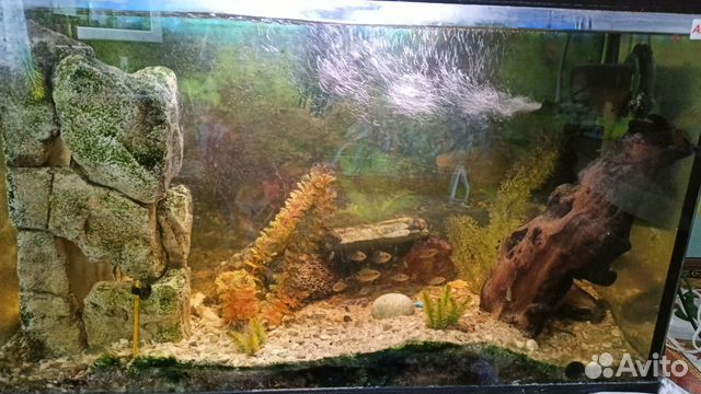 В дар аквариум С цихлидами