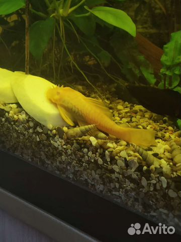 Самец Анциструс альбинос