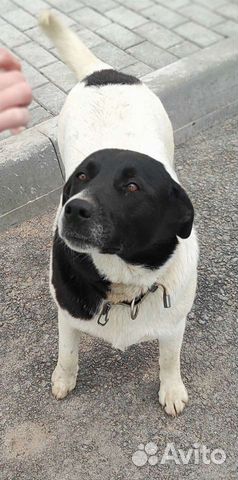 Собака в добрые, надёжные руки