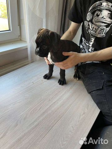 Щенки немецкого боксёра с родословной