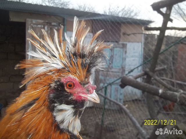 Петух с эрокезом