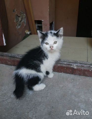 Бело-черный котик 2 месяца