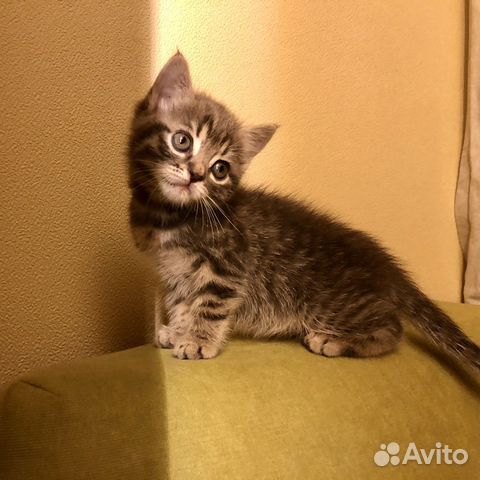 Кошечка в добрые руки