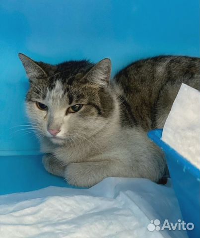 Шанс заводской кошечке-умничке