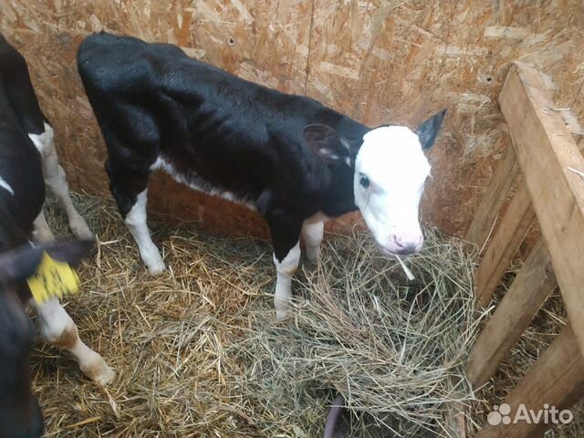 Телята бычки тёлочки доставка