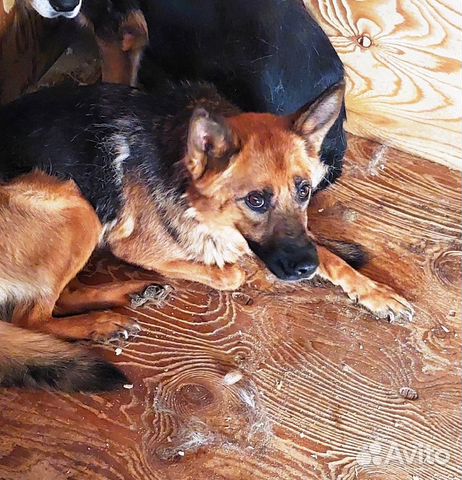 Молодая собака Нала заперта в приюте