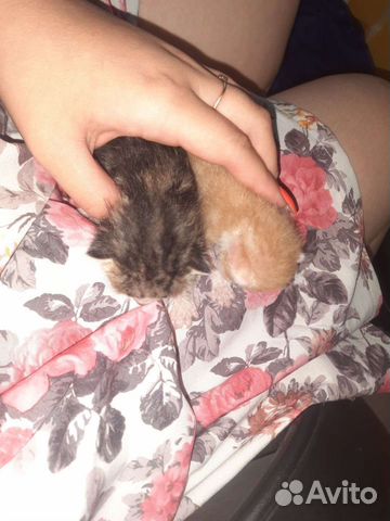 Помогите малышам котятам