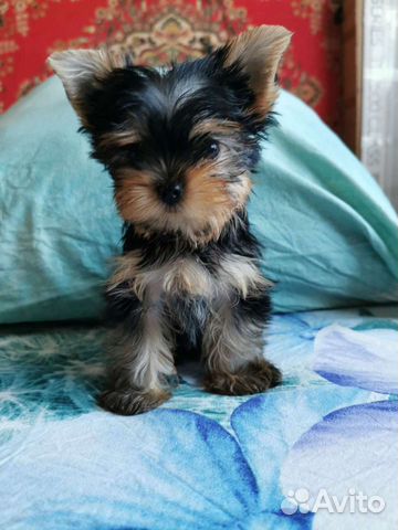 Йоркширский терьер