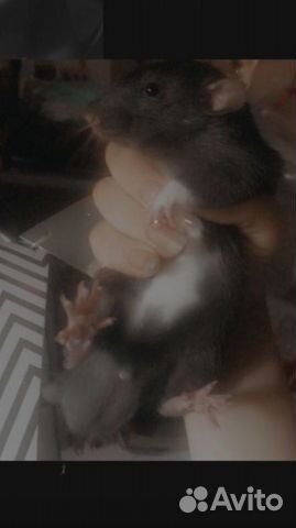 Декоративная крыса