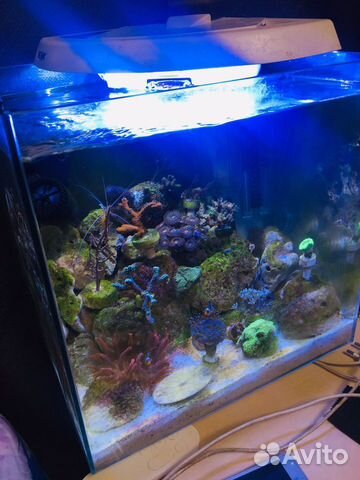 Морской аквариум