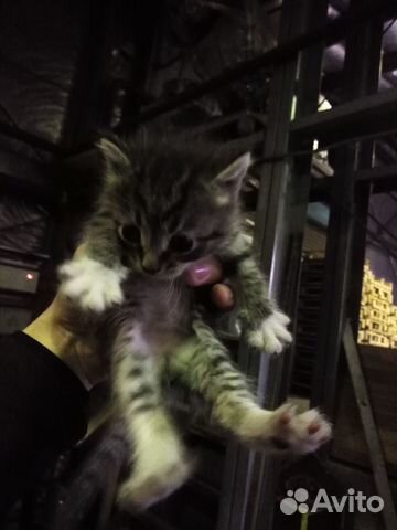 Чудесные котята в добрые руки