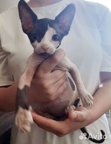 Канадский сфинкс котенок