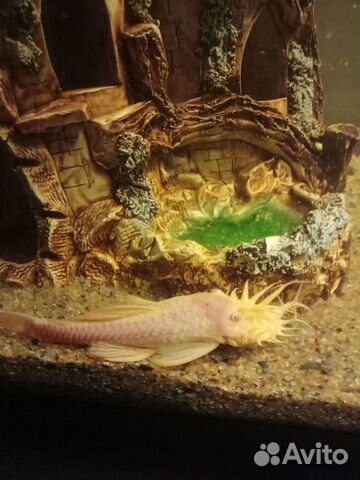 Мальки анцитруса желтого