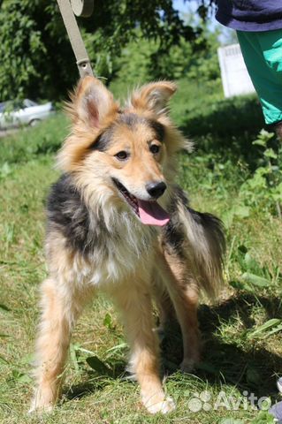 Франц и его пушистые ушки