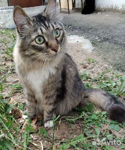 Котик в добрые руки