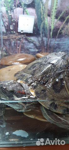 Красноухая черепаха с аквариумом