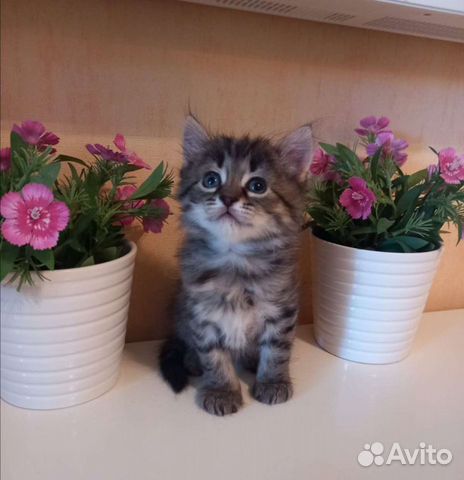 Котёнок мальчик в добрые руки