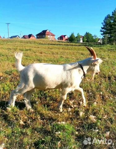 Козел зааненский