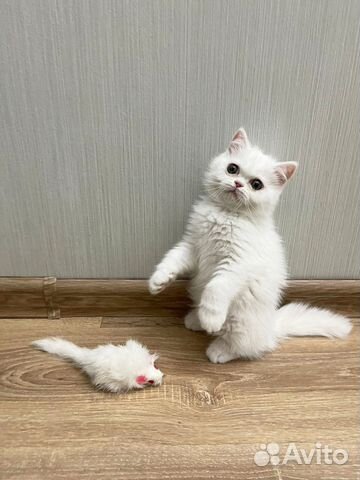 Белая девочка экзот