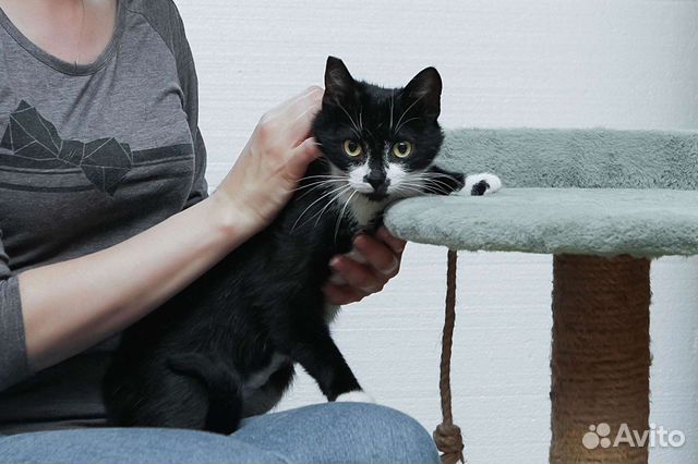 Кошечка в добрые руки