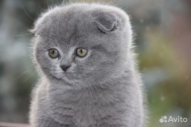 Шоу кошечка голубого окраса Симона