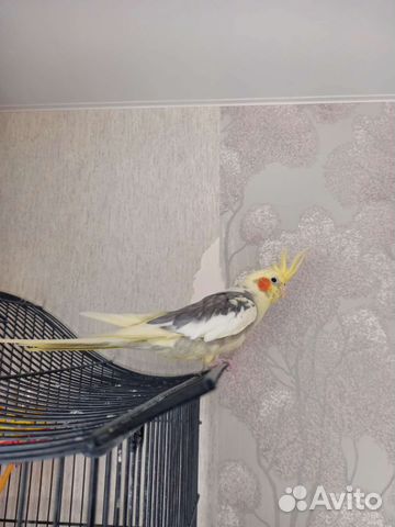 Попугай корелла с клеткой