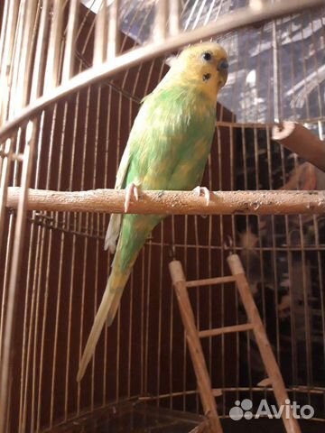 Волнистый попугай мальчик