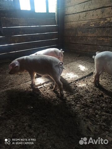 Поросята