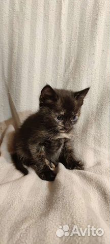 Кошечка 6 недель
