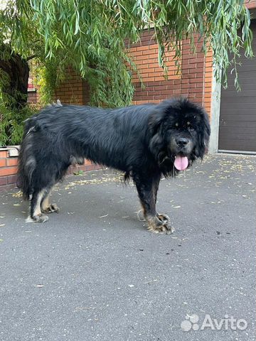 Мальчик, ищет хозяина. Мастиф тибетский