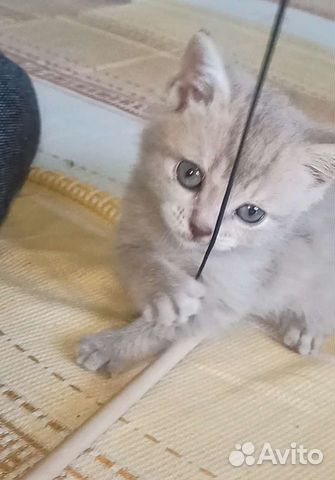 Плюшевый шотландец