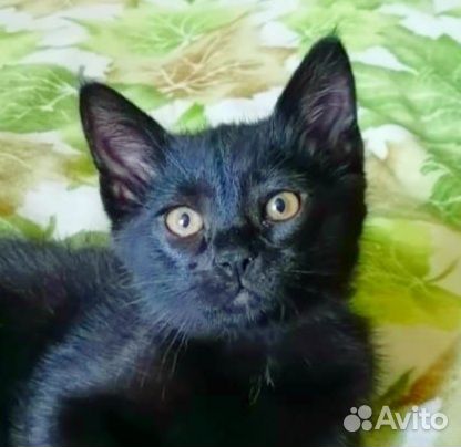 Черная кошка, девочка, 2 мес
