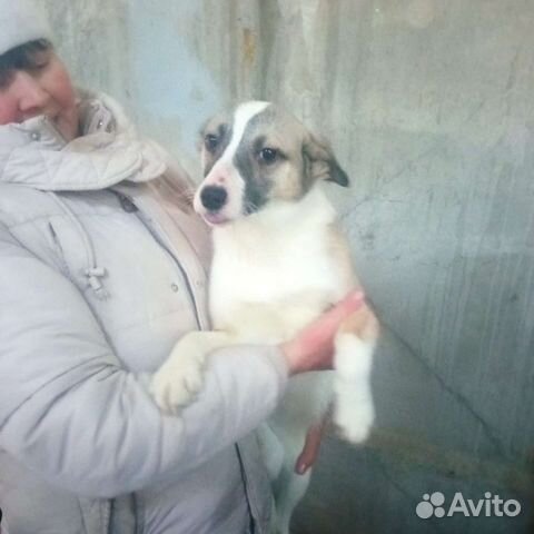 Маленькие собачки в отлове