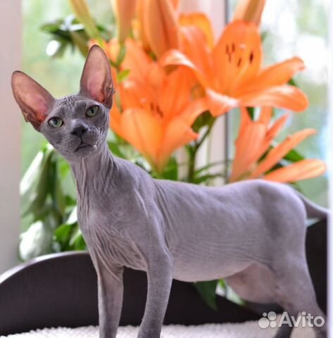 Очаровательная любимица