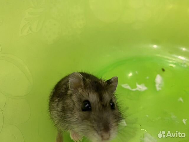 Джунгарский хомяк