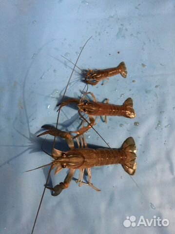 Австралийский красноклешневый рак (аккр)