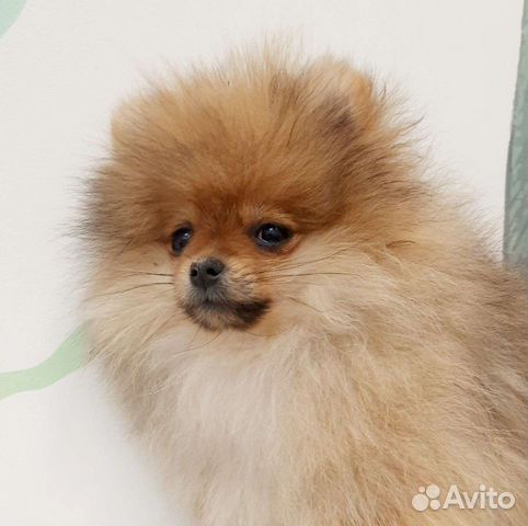 Померанский шпиц тип мишка mini