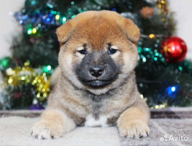 Шиба сиба ину