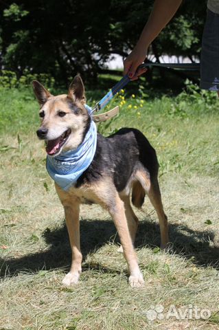 Прекрасный пёс для дома ищет дом.Сэм