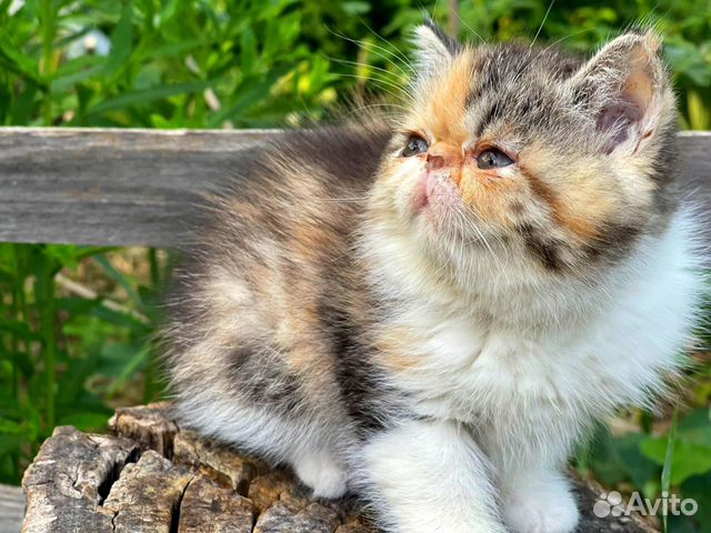 Экзотическая