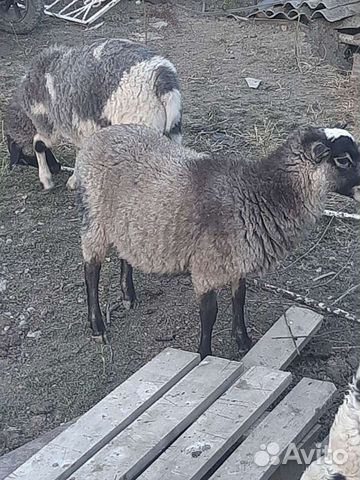 Баранчики романовский