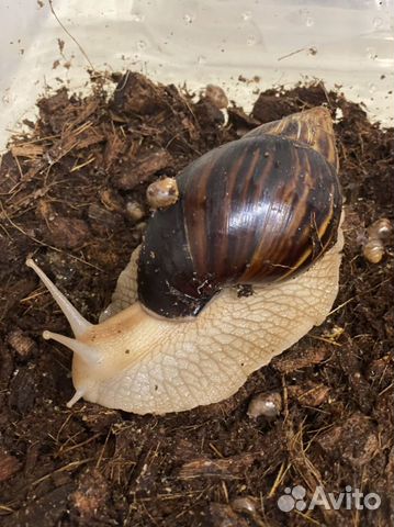 Улитки ахатины