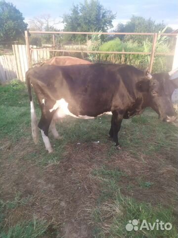 Продаю коров на молоко