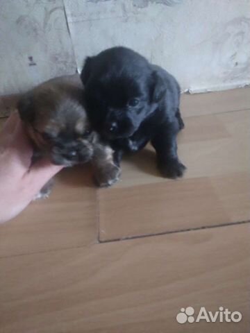 Щенки чихуахуа