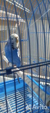 Волнистый попугай получех самка