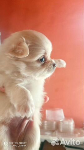 Собаки щенки