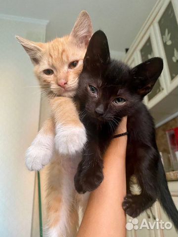 Котята в добрые руки бесплатно