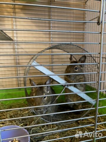 Белка дегу с клеткой