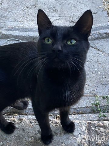 Котик