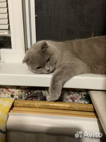 Британка в добрые руки